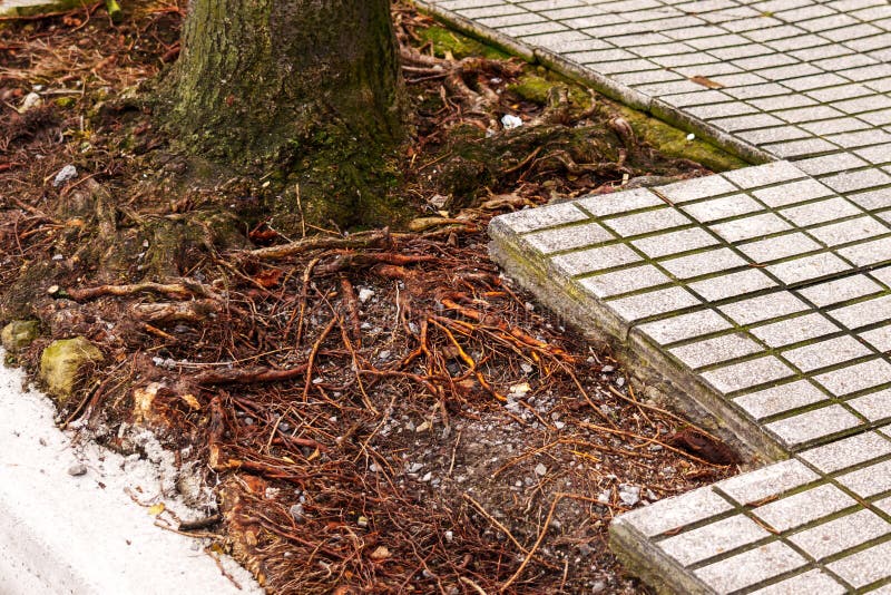 Roots on pavement stock image. Image of street, natural - 118849535