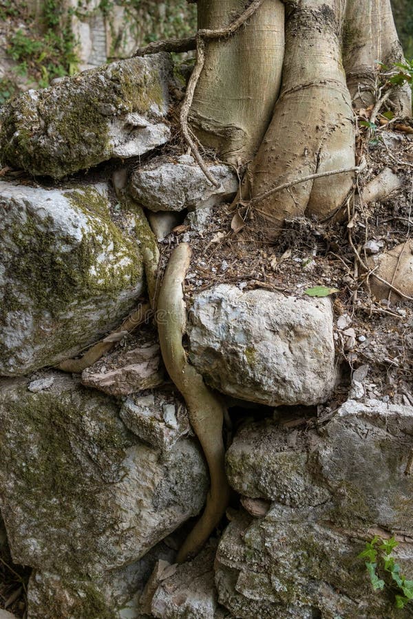 Tree Roots Breaking Thru Rocks Stock Image - Image of wood, plant ...