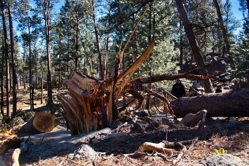 Tree Roots on Broken Tree at Devil S Tower Editorial Photo - Image of ...