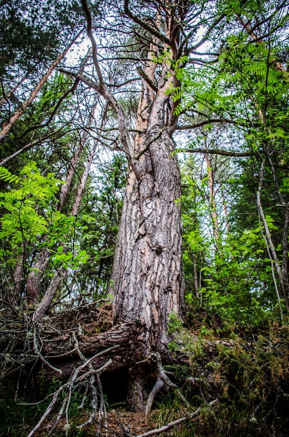 Tree roots on a cliff stock photo. Image of shrubs, summer - 179215188
