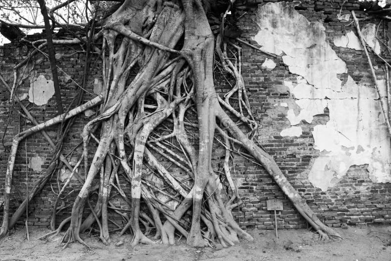 The Tree Roots Climbing on the Old Temple Wall, Stock Photo - Image of ...
