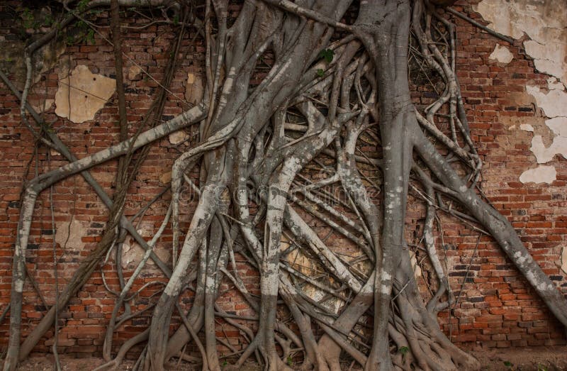 Tree Roots Cling on the Red Brick Wall. Stock Photo - Image of root ...