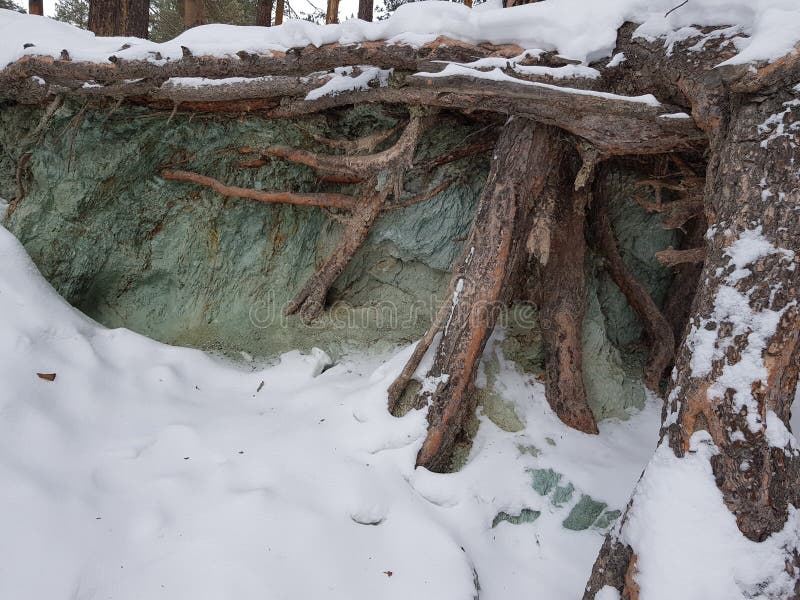 Tree Roots Cling To Green Ground Stock Photo - Image of leaves ...