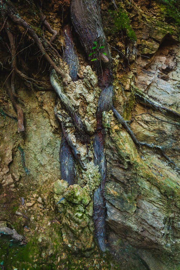 Tree Roots Cling To a Textured Rock Face, Stock Image - Image of ...