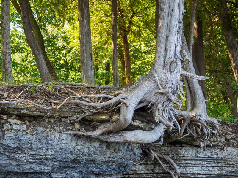 Tree Roots Clinging To Cliffs with Sun Rays Lighting Up the Trunks and ...