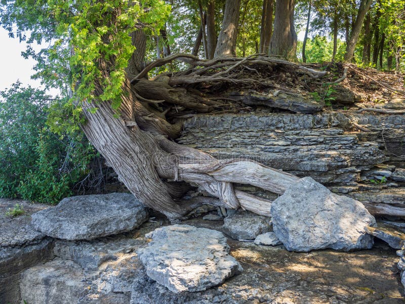 Tree Roots Clinging To Big Rock Stock Image - Image of environment ...