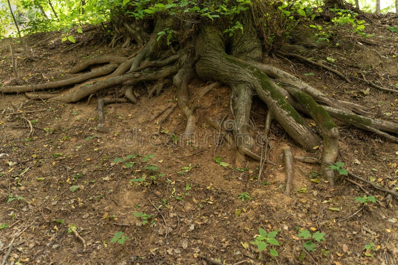 Tree Roots Close Up. Copy Space. Natural Background Stock Photo - Image ...