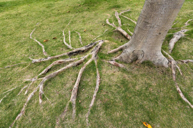Tree roots stock image. Image of roots, tree, plant - 317050153