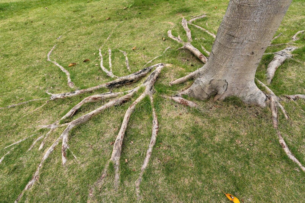 Tree roots stock image. Image of roots, tree, plant - 317050153