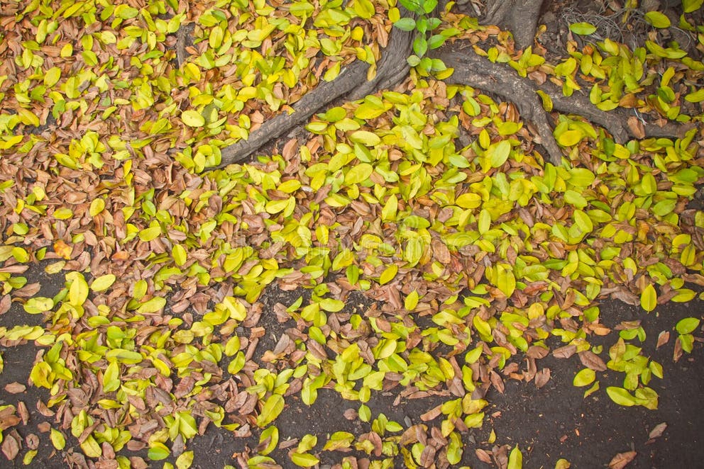 Tree roots stock photo. Image of plants, wood, ground - 34724890