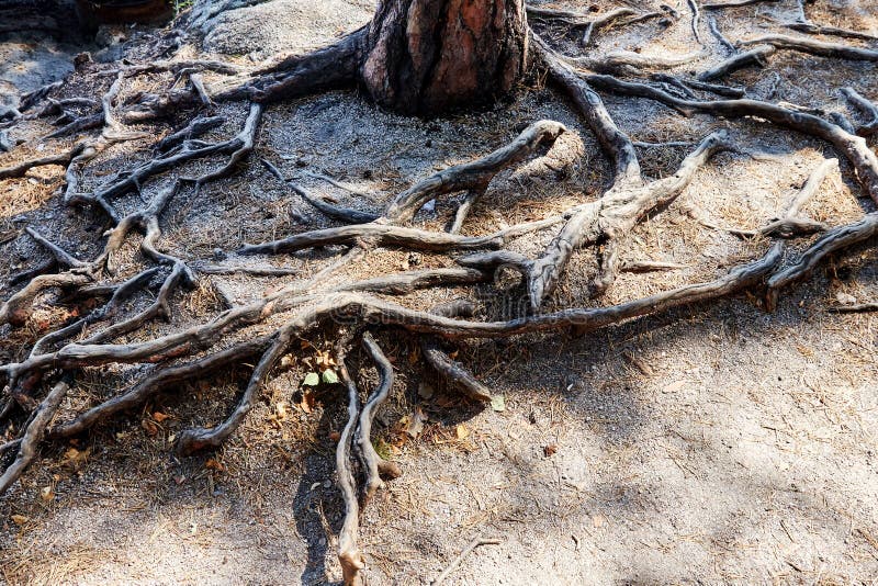 Tree with Roots Coming Out of the Ground Stock Image - Image of trees ...