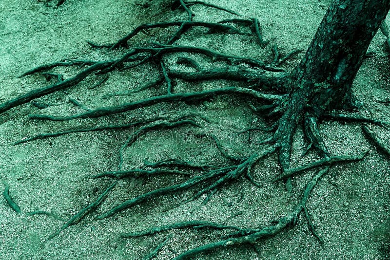Tree with Roots Coming Out of the Ground Stock Image - Image of bark ...