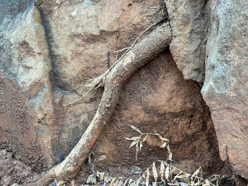 Tree Roots Coming Out of Rock Stone on a Mountain Stock Photo - Image ...