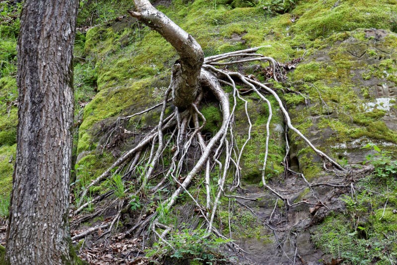 A Tree Growing Out of the Side of a Hill Stock Image - Image of rock ...