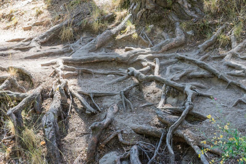 Tree Roots Coming Out the Way Stock Photo - Image of castillayleon ...