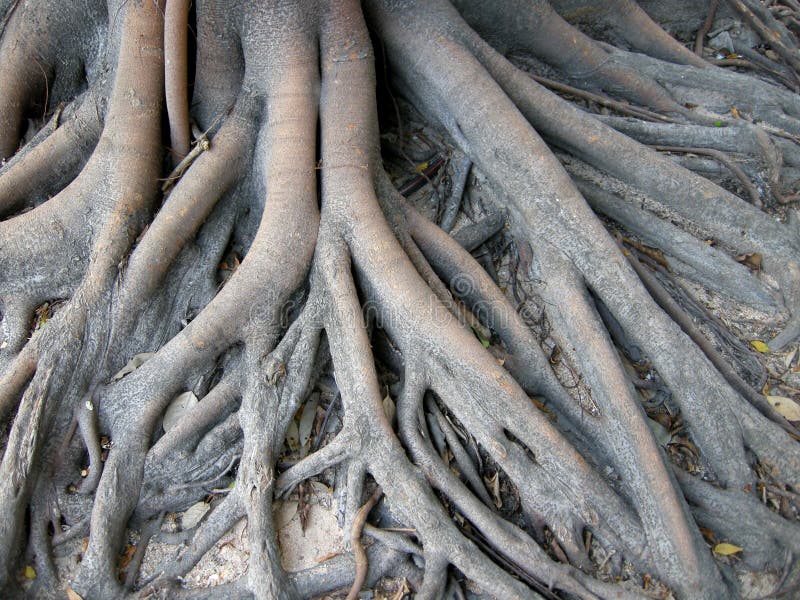 Tree roots stock photo. Image of reaching, biology, growth - 60609746