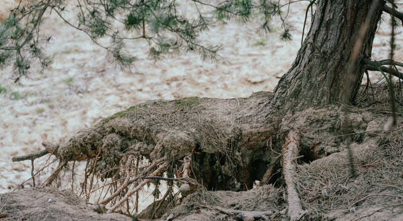 Tree Roots - the Concept of a Falling Tree in the Forest among the Sand ...