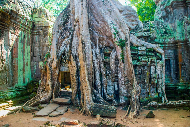 Tree Roots Consuming a Small Temple Building at Angkor Wat Stock Photo ...