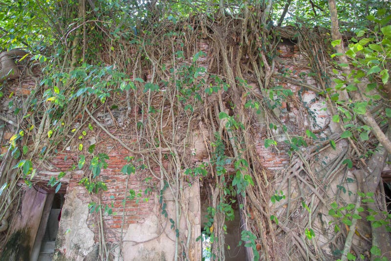 Tree Roots Cover the Building with a Brick Wall Stock Image - Image of ...