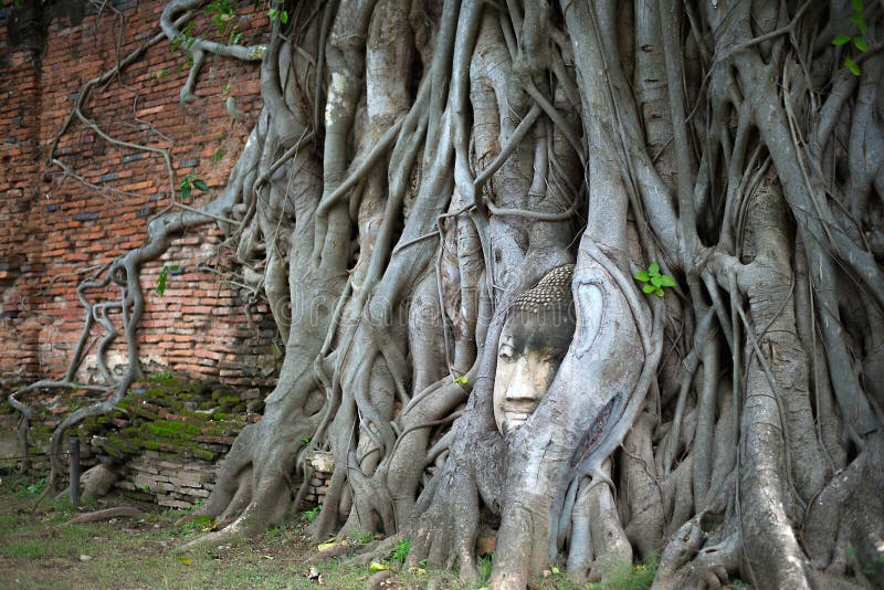 The Tree Roots Cover the Face of the Ancient Buddha Stock Image - Image ...