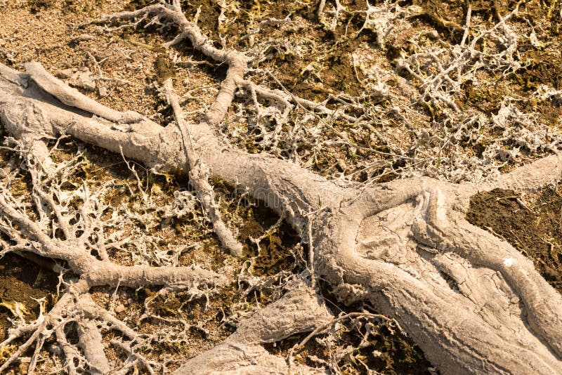A Tree with Roots that are Covered in Dirt and Moss Stock Image - Image ...