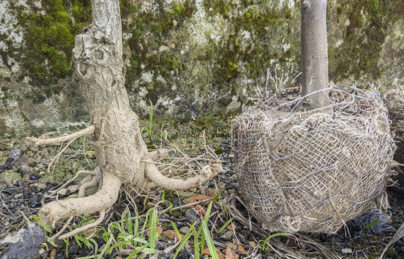 Tree Roots Covered with Earth Ball Stock Photo - Image of yard, nursery ...