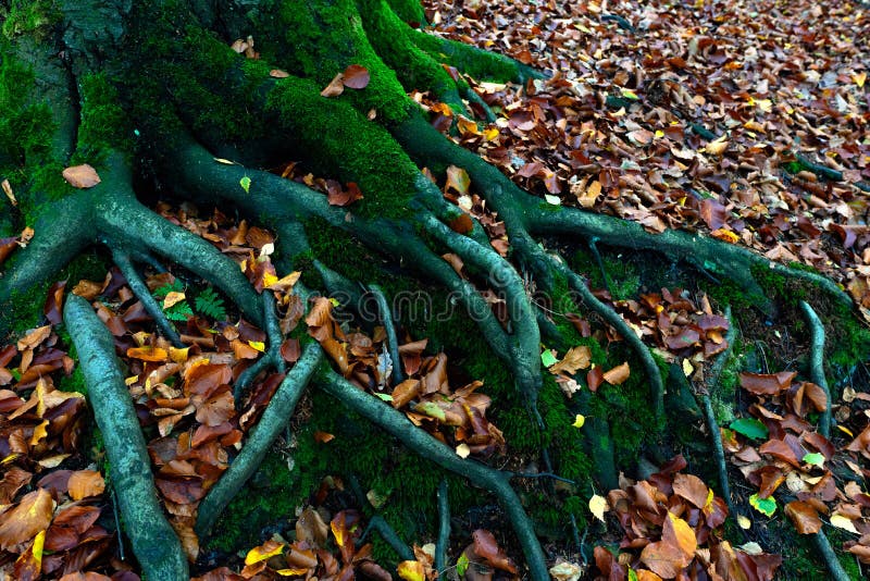 Tree Roots Covered with Green Moss Surrounded by Yellow Foliage of ...