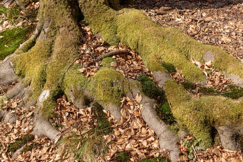 Tree Roots Covered with Moss Stock Image - Image of nature, natural ...