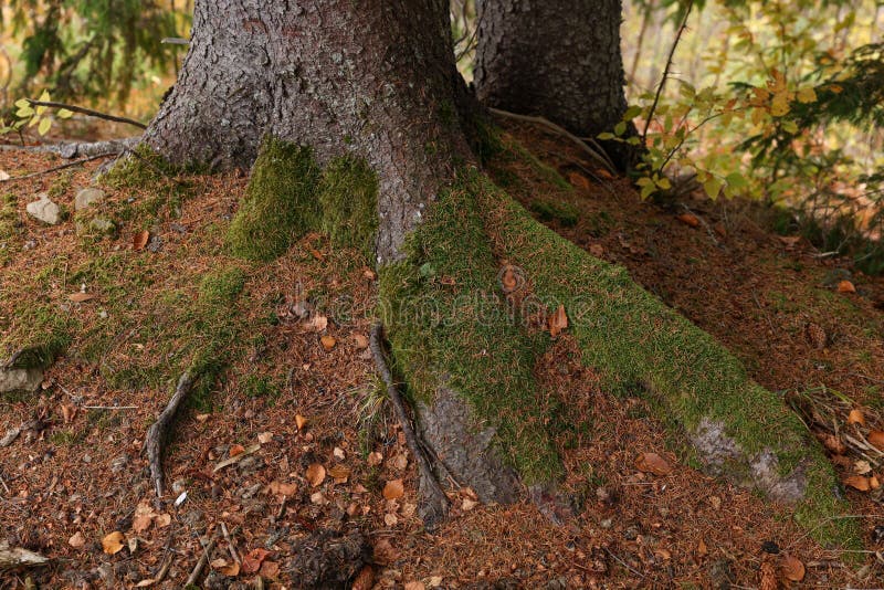 Tree Roots Visible through Soil in Forest Stock Photo - Image of growth ...