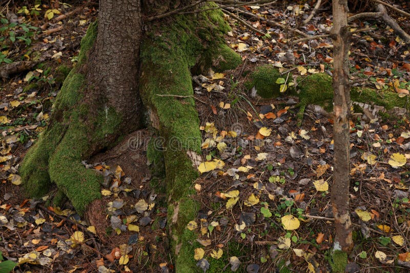 Tree Roots Visible through Soil in Forest Stock Photo - Image of growth ...