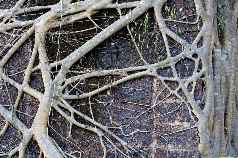 183 Tree Roots Growing Brick Wall Stock Photos - Free & Royalty-Free ...