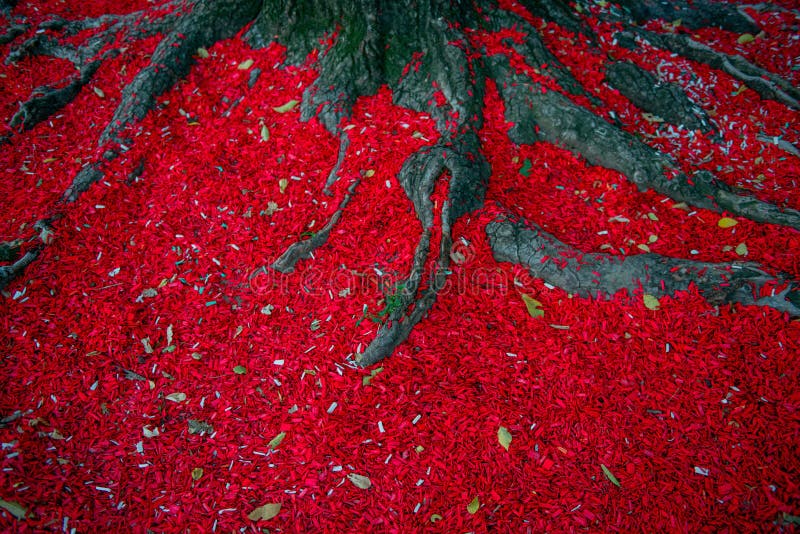 Tree roots stock image. Image of detail, outdoor, forest - 126597155