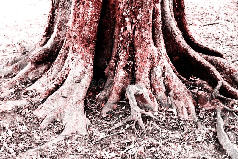 View of the the Red Tree Roots Stock Image - Image of soil, wood: 295802703