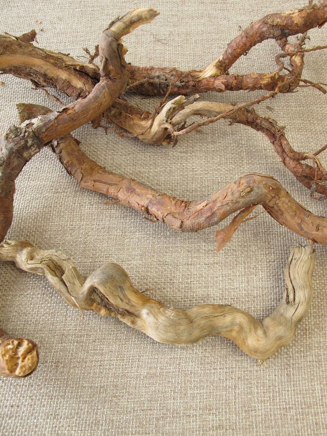 Root Crafts Stock Photos - Free & Royalty-Free Stock Photos from Dreamstime