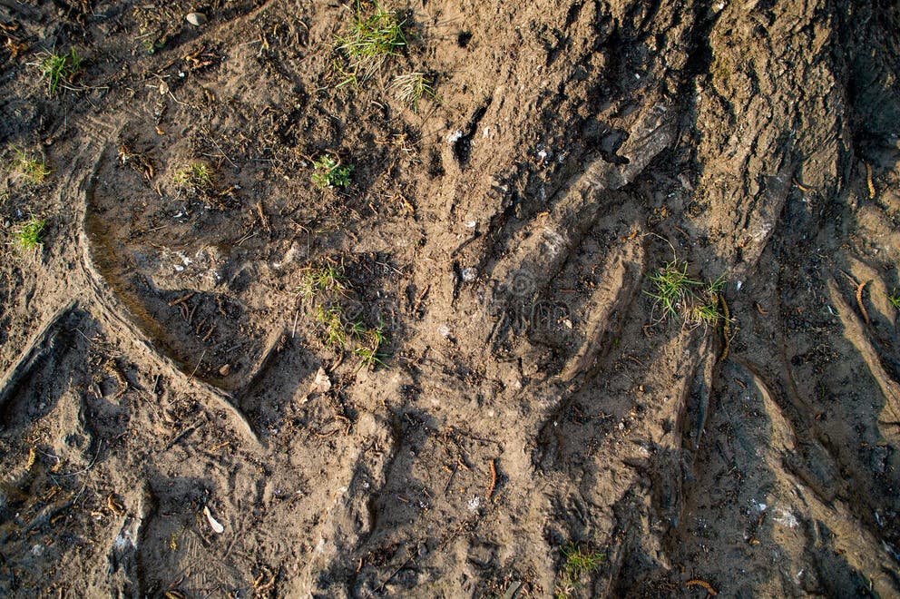 Background, Tree Roots on Earth Stock Image - Image of detail, design ...