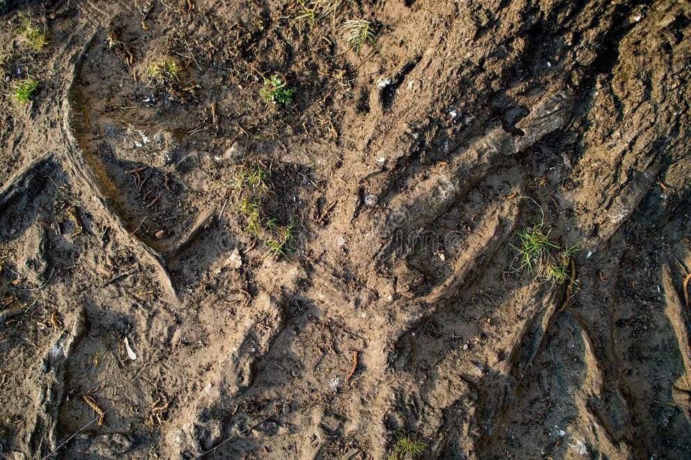 Background, Tree Roots on Earth Stock Image - Image of embrace, human ...