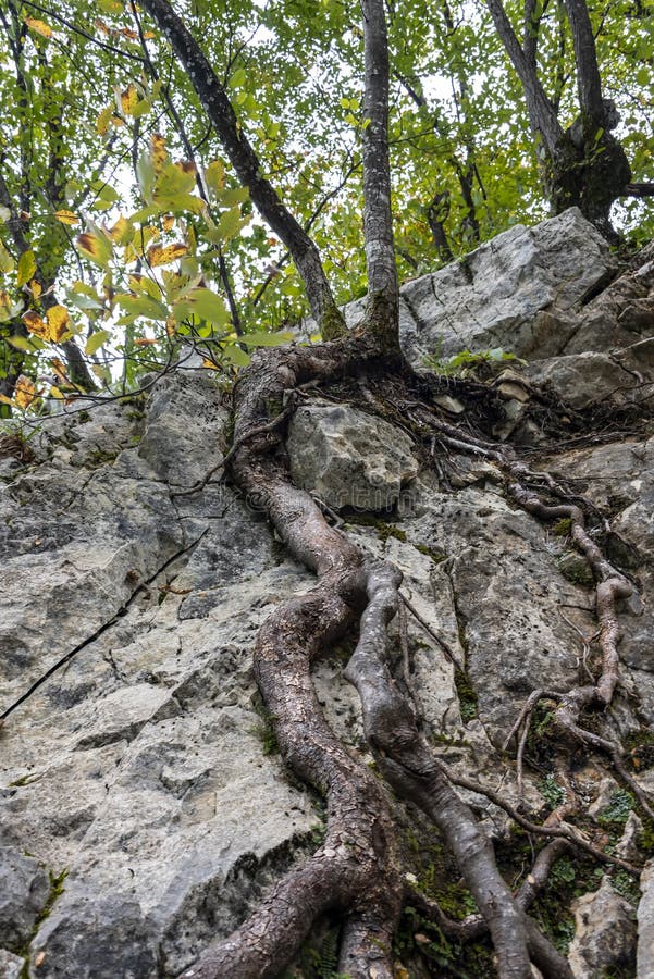 Roots crawling on a tree stock photo. Image of tree - 204618872
