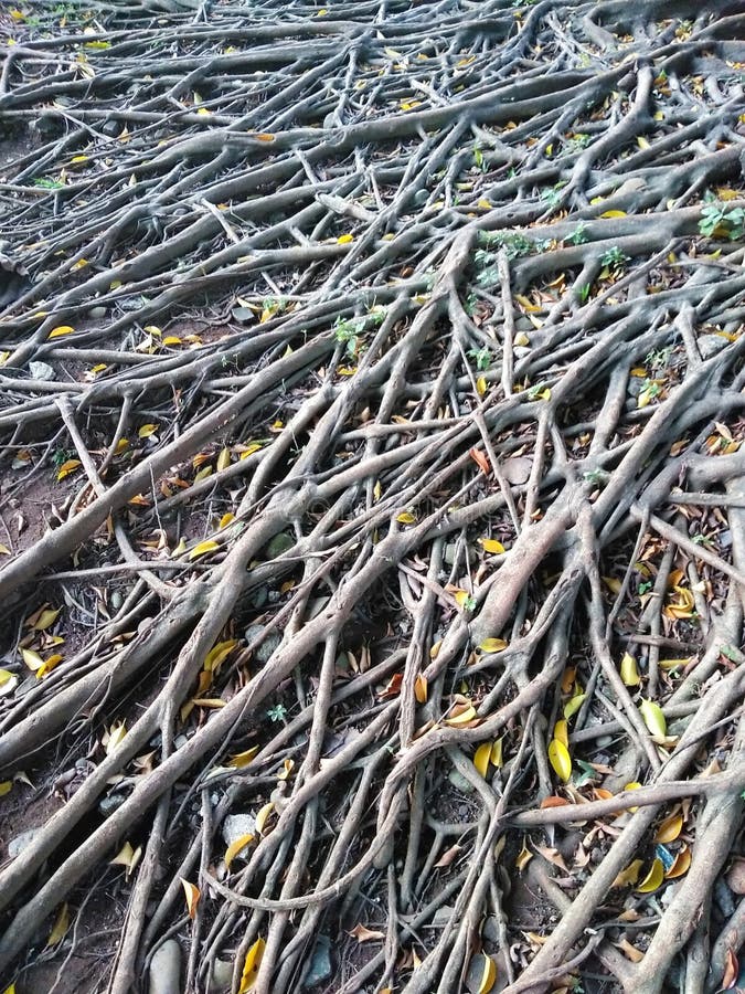 Tree Roots Creeping on the Ground Stock Photo - Image of agriculture ...
