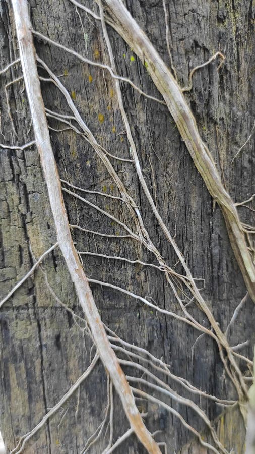 Tree Roots Creeping Up the Wall Stock Image - Image of tree, roots ...