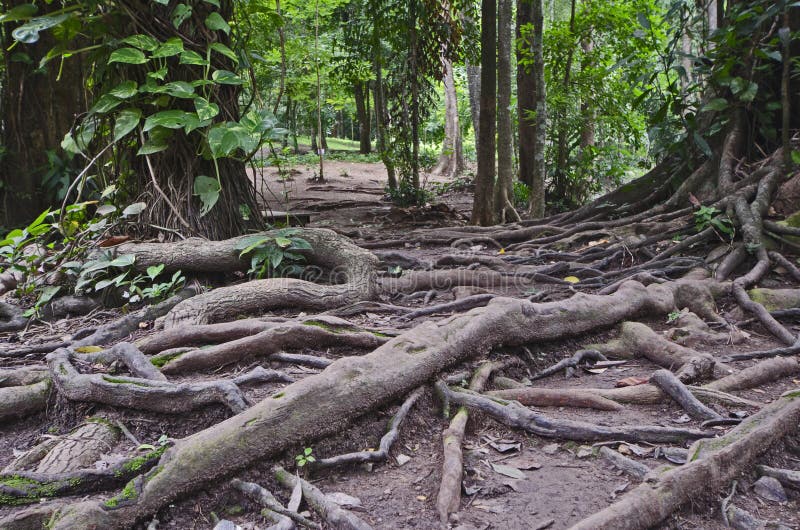 Tree Roots Curl Beautifully on the Ground in the Park Stock Image ...