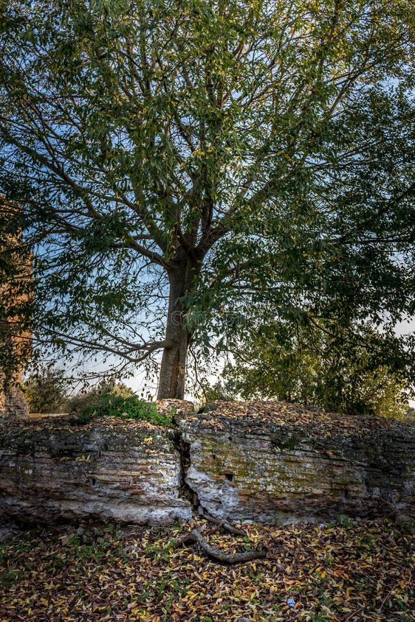 Tree Roots Damaging a Stone Wall Stock Photo - Image of strong, wall ...
