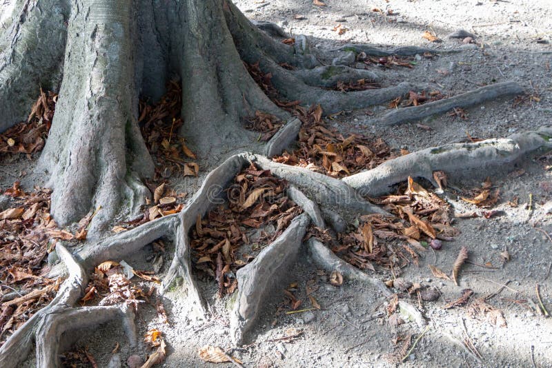 Tree roots stock image. Image of wood, ground, vegetable - 211582295