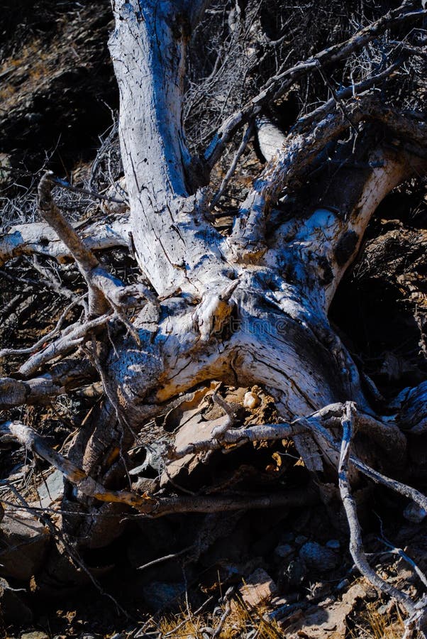 Roots stock photo. Image of knocked, tree, dead, roots - 120745690