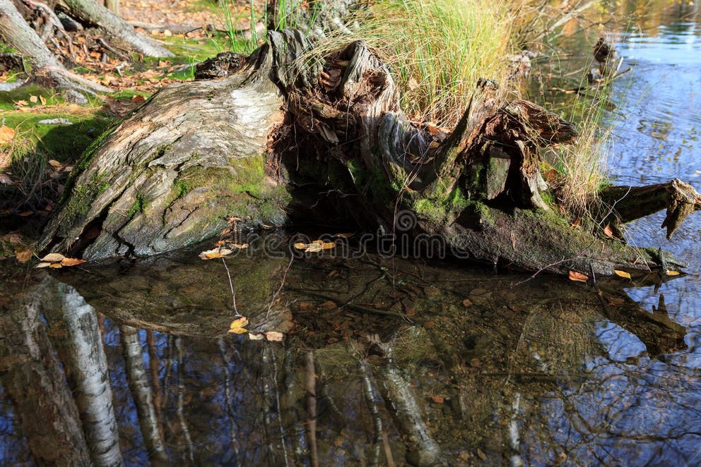 Tree roots decay in water stock image. Image of outdoor - 139605639