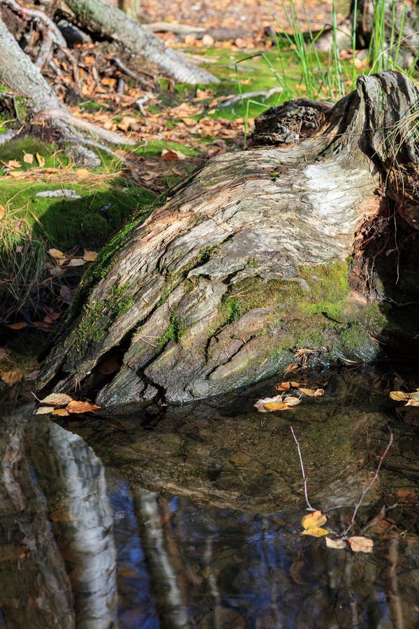Tree roots decay in water stock image. Image of sunny - 139910443