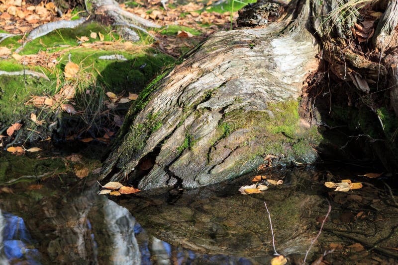 Tree roots decay in water stock photo. Image of rotten - 140582174