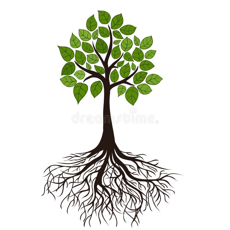 Tree with Roots and Dense Foliage, Vector Stock Vector - Illustration ...