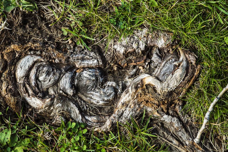 Tree roots details stock image. Image of roots, pattern - 52843733
