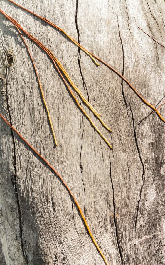 Tree roots 3 stock photo. Image of environment, fluffy - 58688984