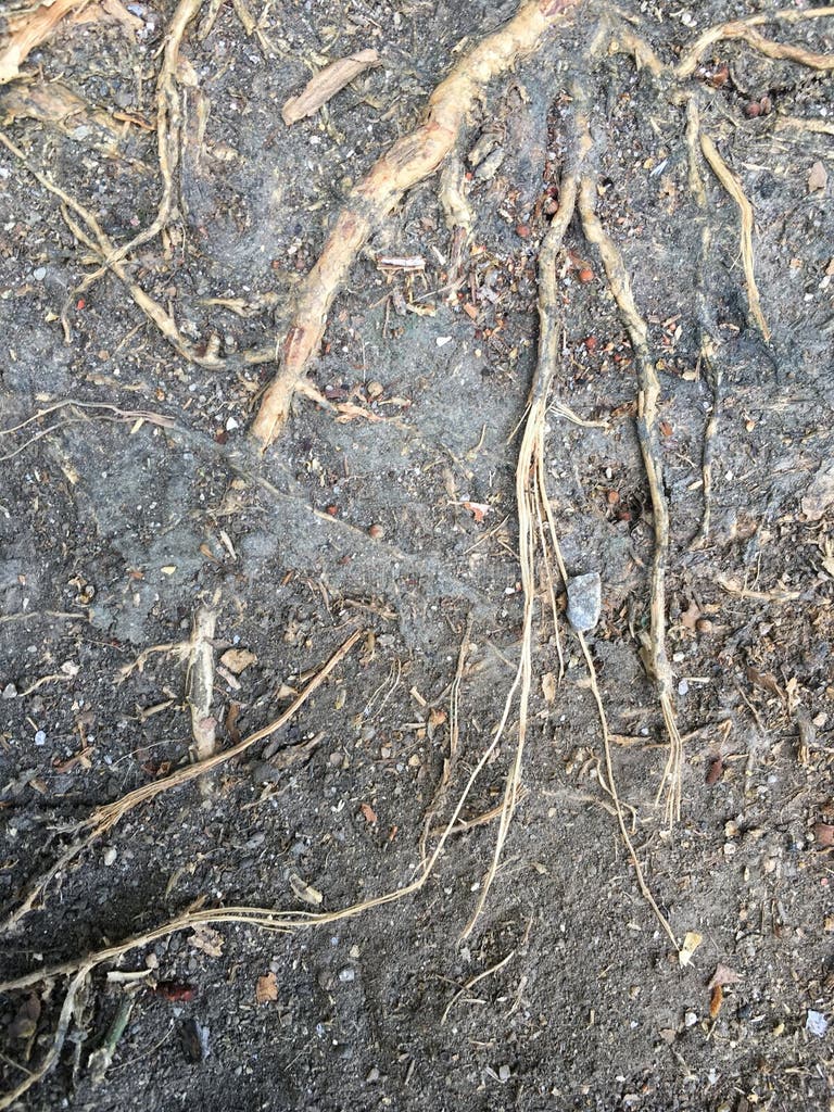 5,196 Tree Roots Ground Texture Stock Photos - Free & Royalty-Free ...